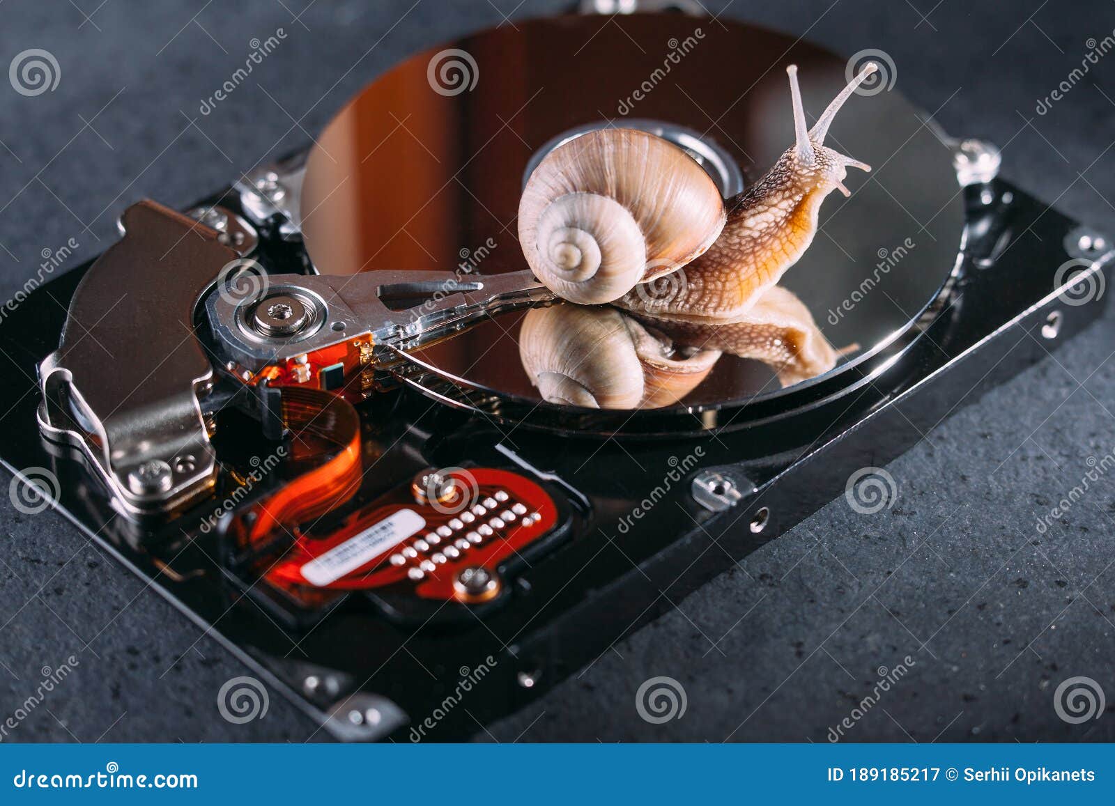 Snail on the Hard Drive. Slow Memory Stock Image - Image of damage ...