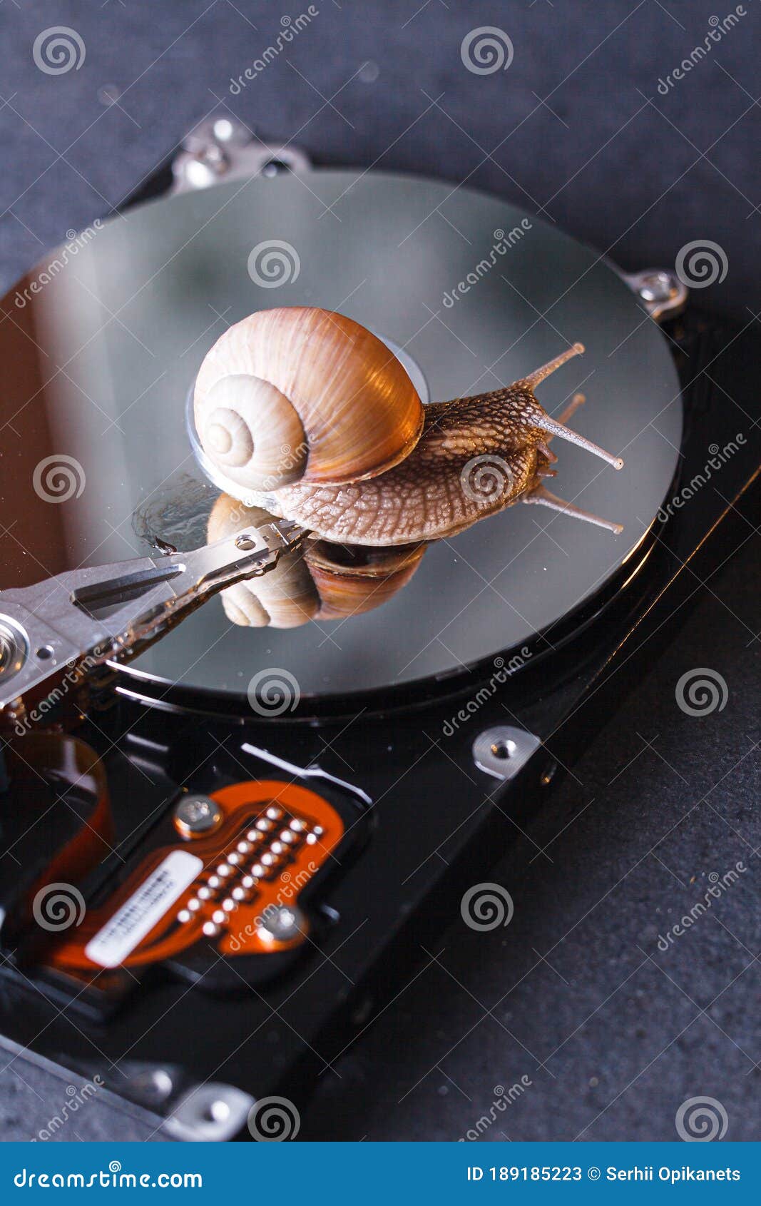 Snail on the Hard Drive. Slow Memory Stock Image - Image of ...
