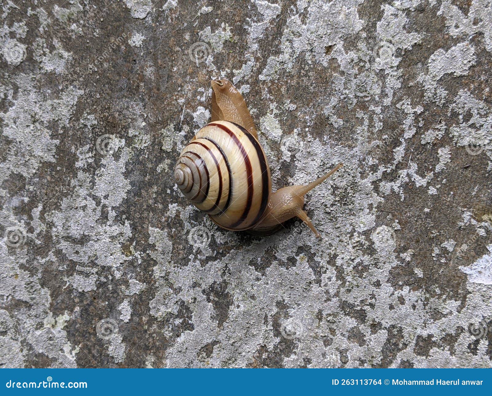 A Snail that Has a Nice Shell Stock Photo - Image of animal, snail ...