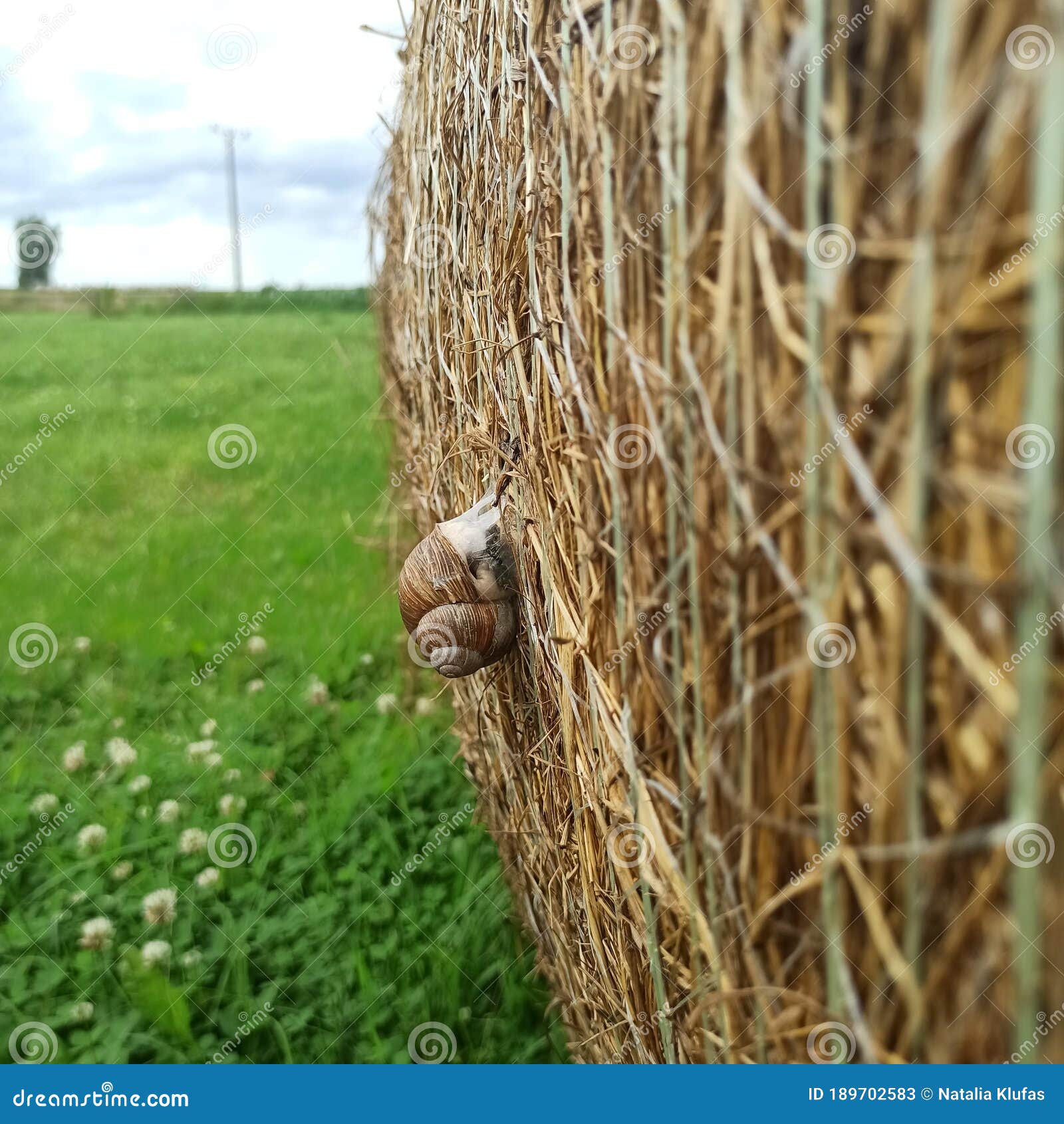 Snail on the hay stock image. Image of farm, wood, snail - 189702583