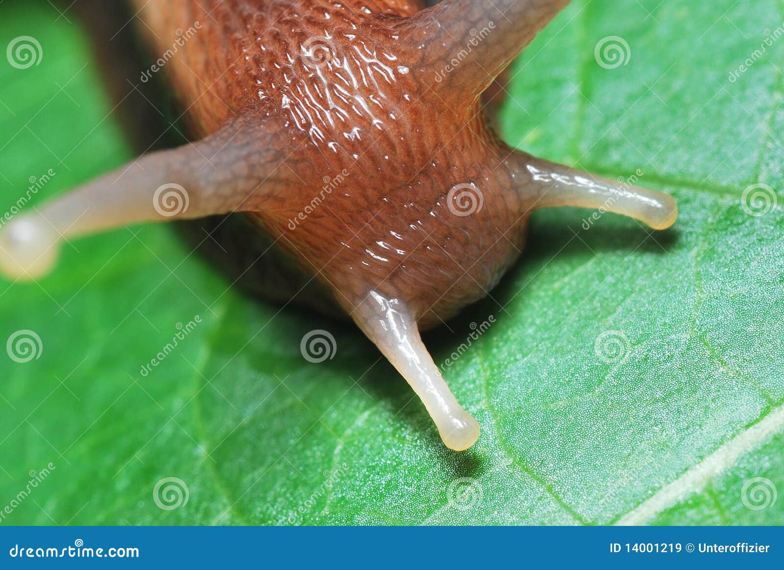 Snail Head stock image. Image of insect, dank, decay - 14001219