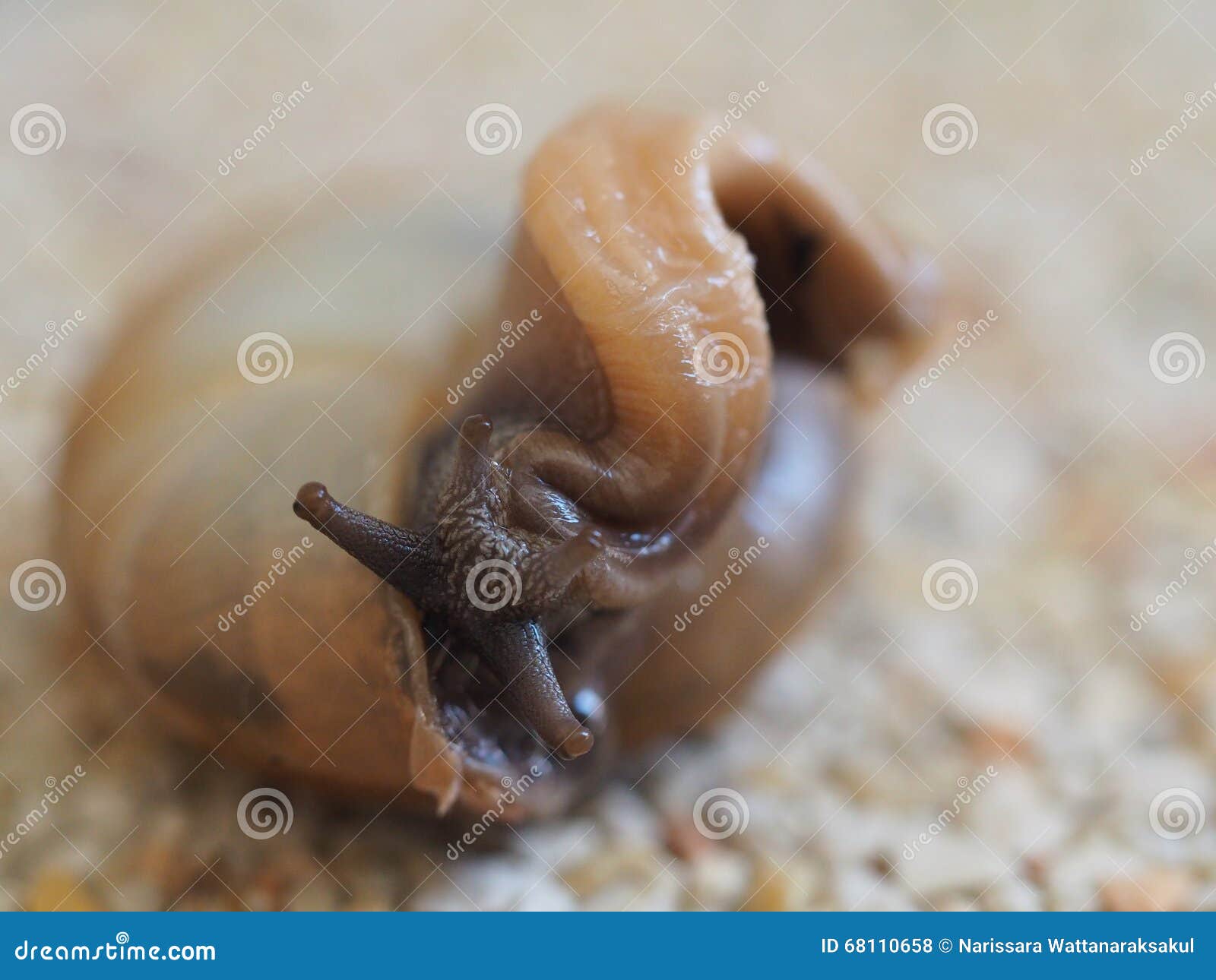 Snail Head from Top View stock photo. Image of mollusks - 68110658