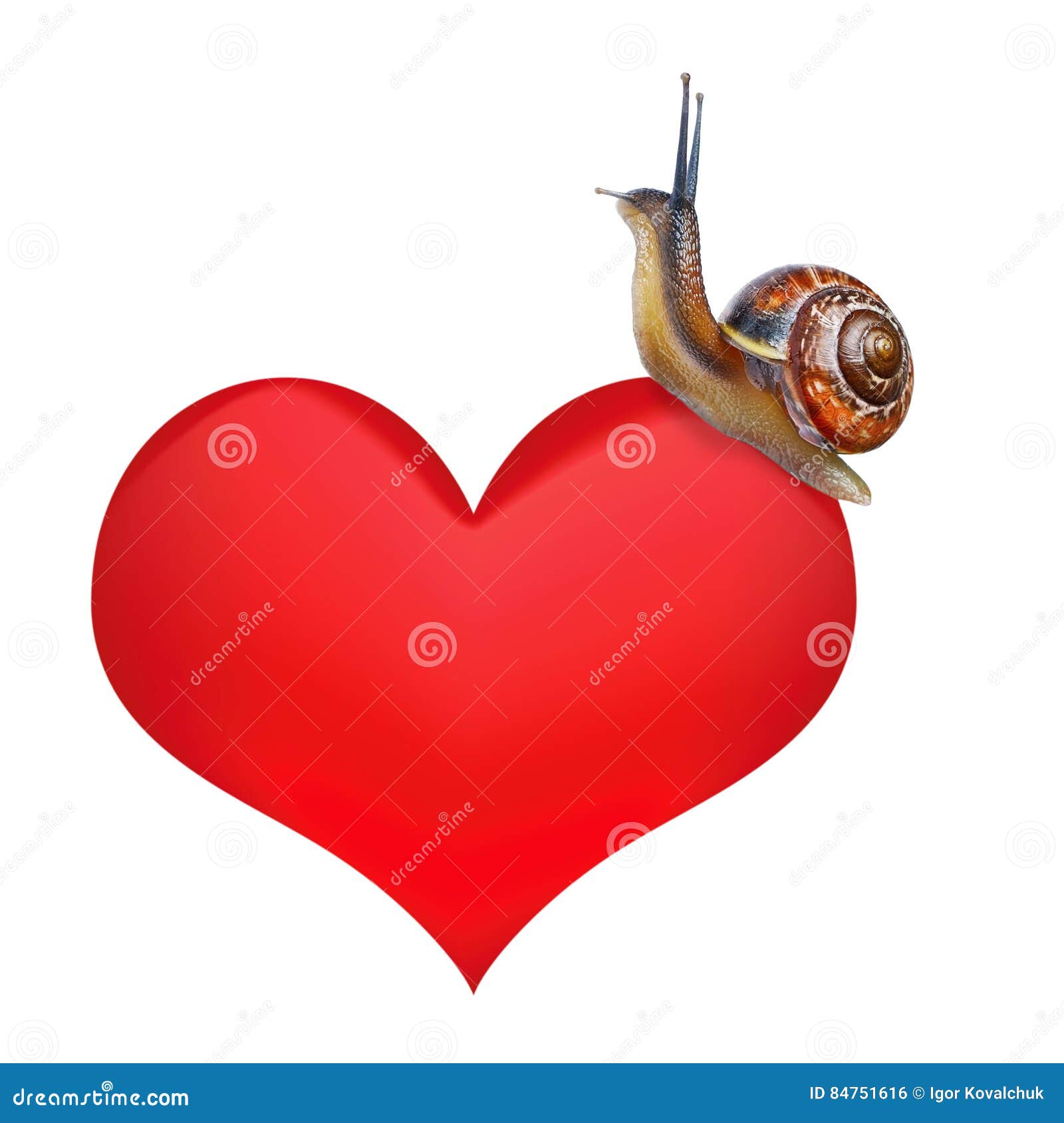 Snail on heart stock photo. Image of macro, helix, closeup - 84751616