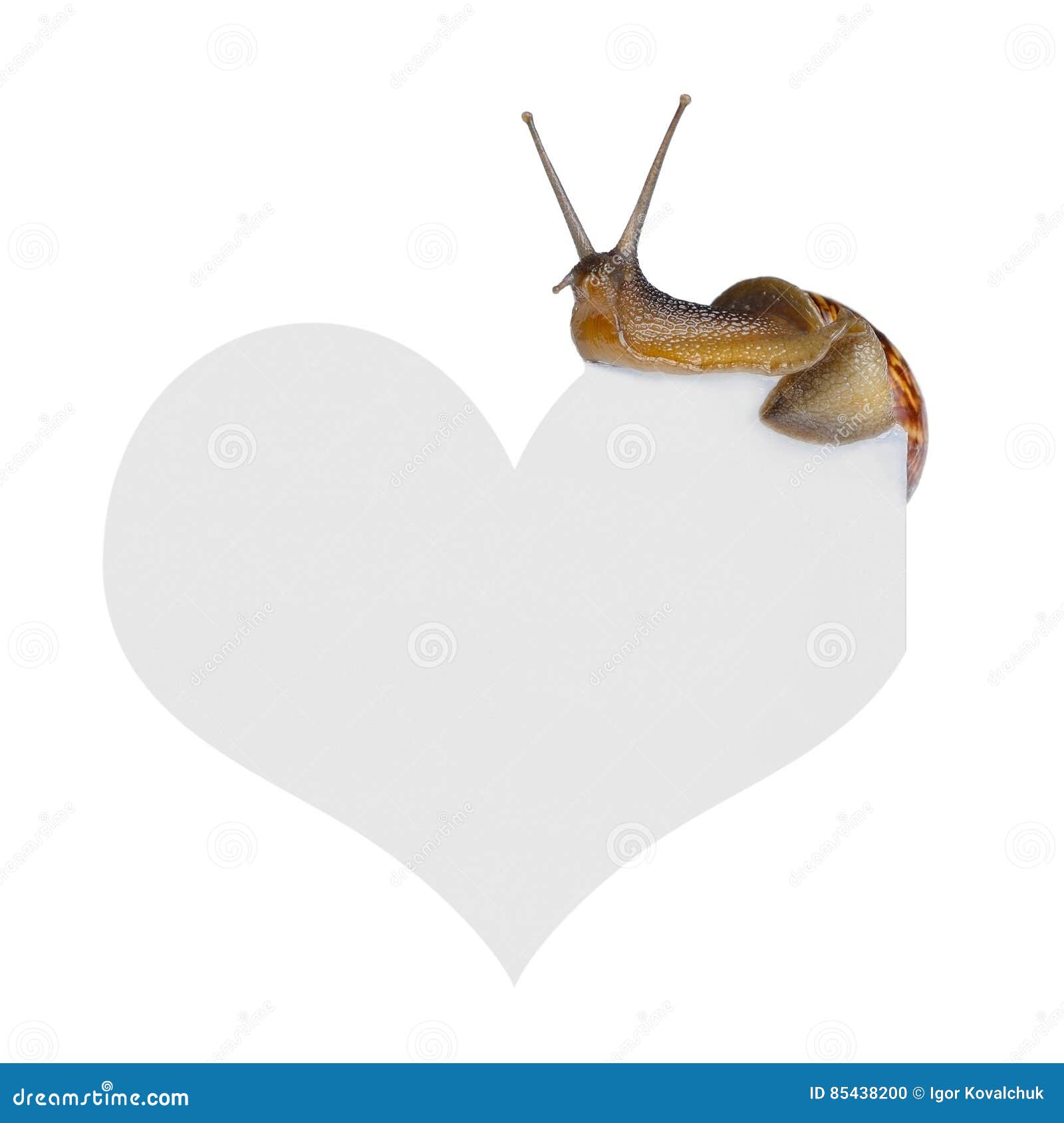 Snail on heart stock photo. Image of crawl, close, closeup - 85438200