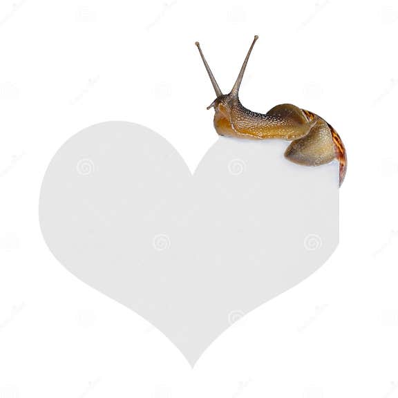 Snail on heart stock photo. Image of crawl, close, closeup - 85438200