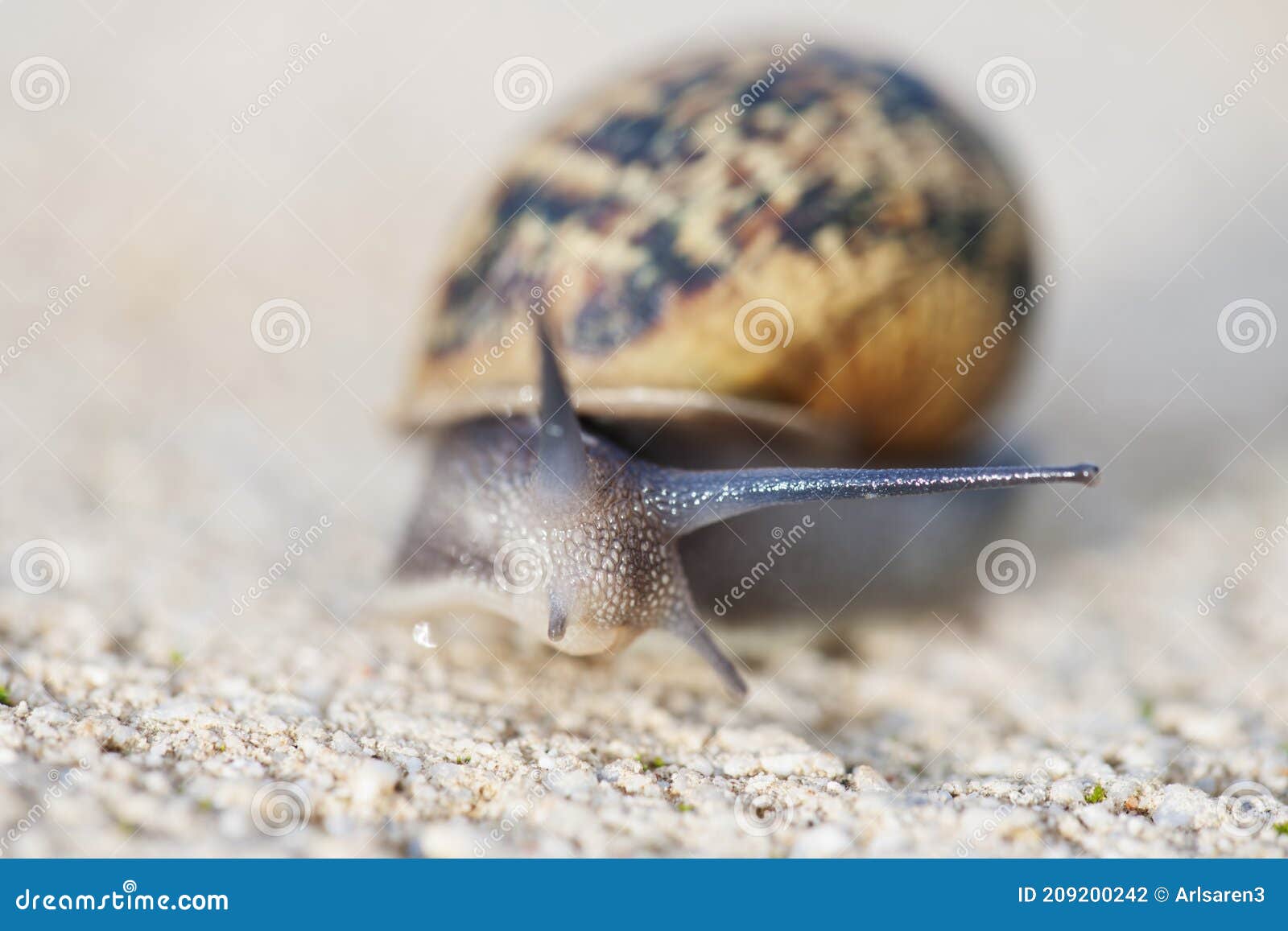 Snail with the Heavy Shell on the Back Stock Photo - Image of food ...