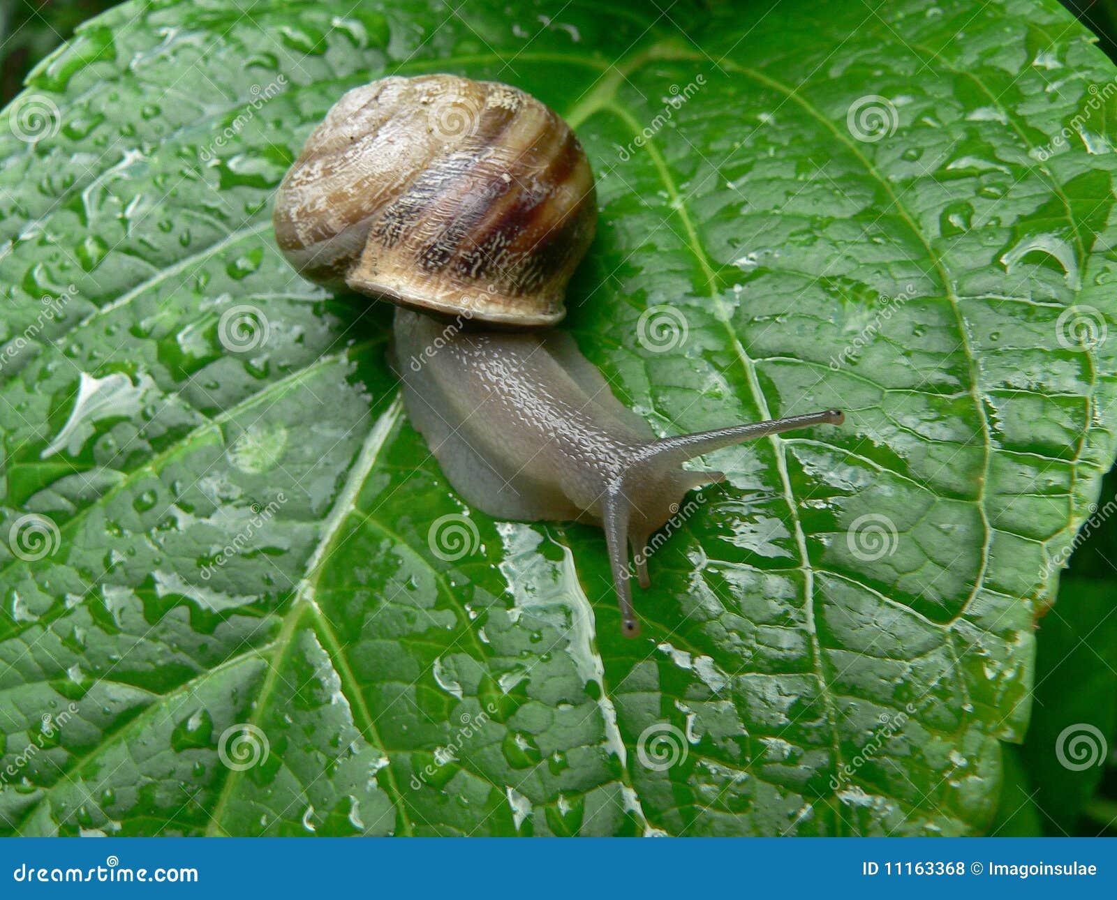 Snail. Helix pomatia stock photo. Image of pomatia, gastropods - 11163368