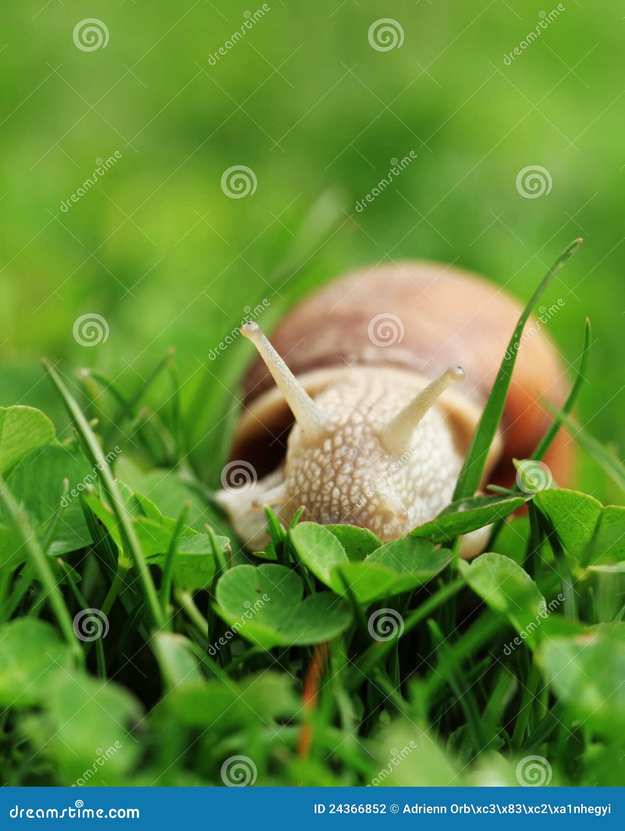 Snail. Helix pomatia. stock photo. Image of leaf, nature - 24366852