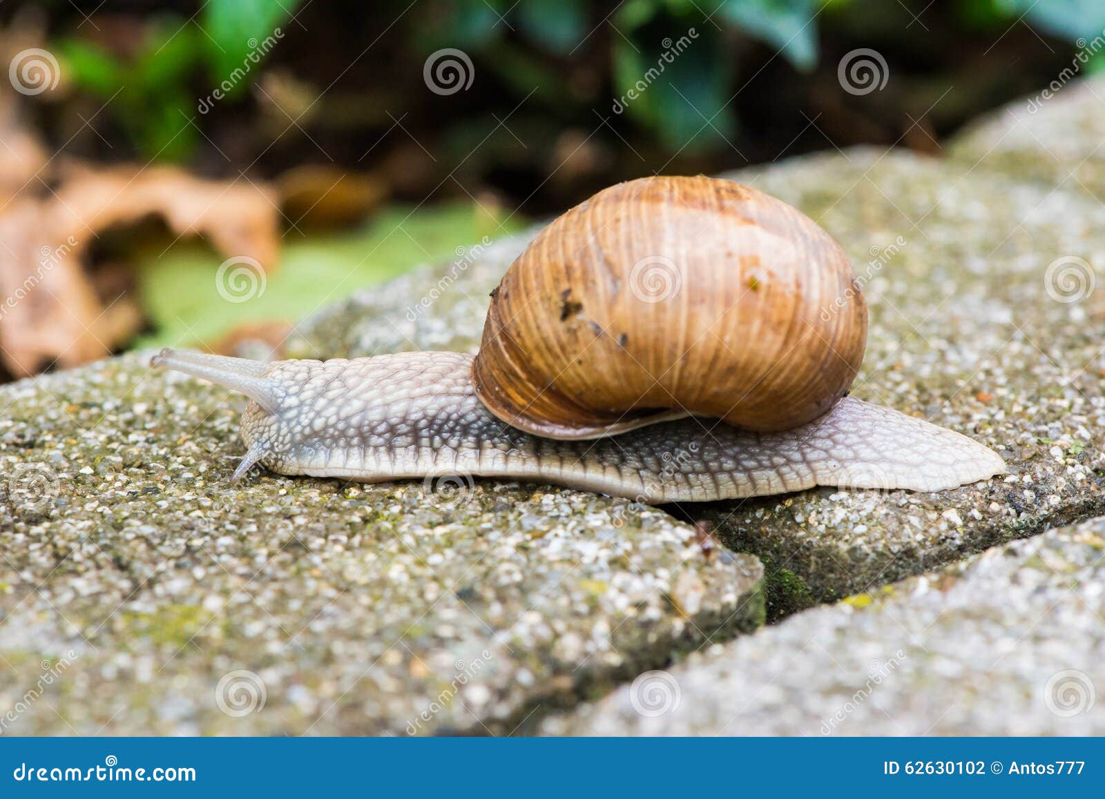 Snail helix pomatia stock photo. Image of natural, cooking - 62630102