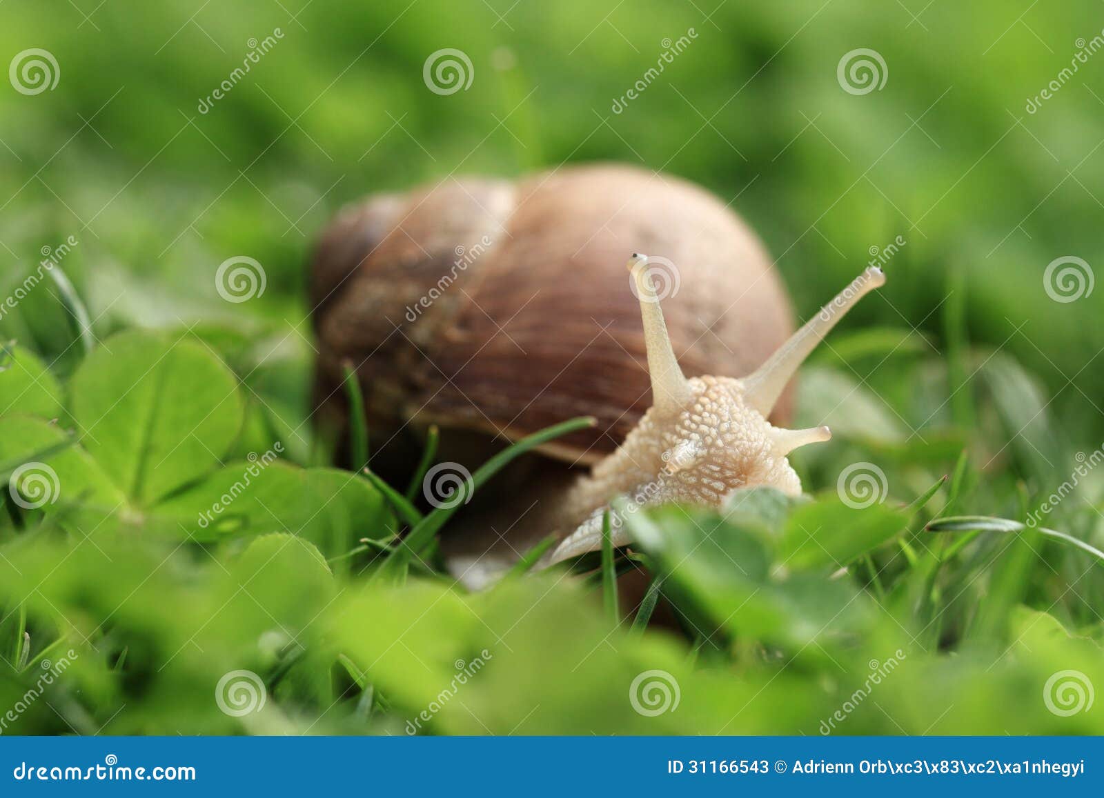 Snail. Helix pomatia. stock image. Image of eyes, creature - 31166543