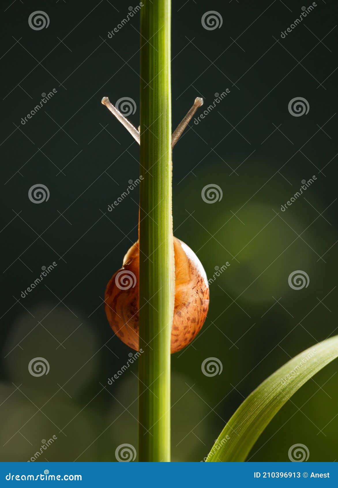 Snail Hide-and-seek in Grass Stock Image - Image of shell, environment ...