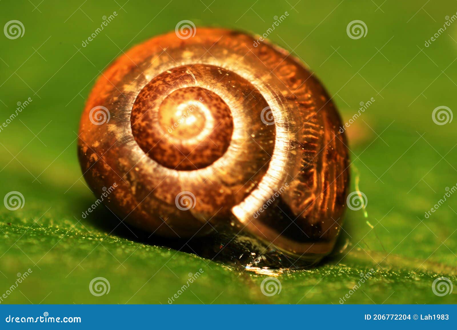 Snail Hiding Inside Shell Stuck on the Leaf Stock Photo - Image of food ...