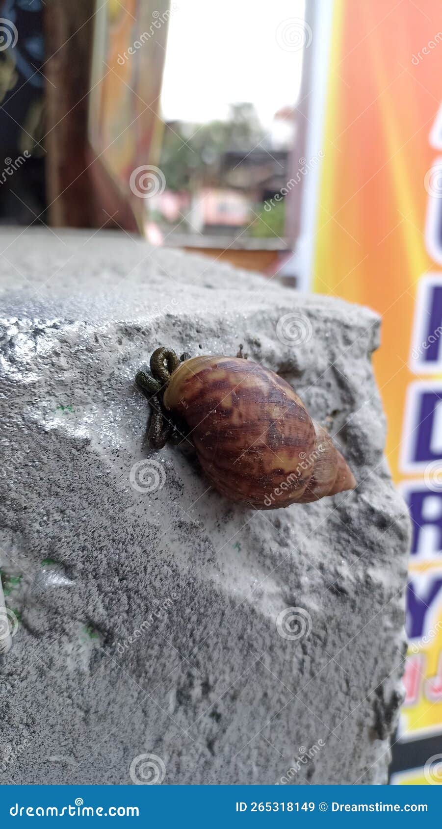 A Snail Hiding in Its Shell Stock Image - Image of snail, gastropod ...