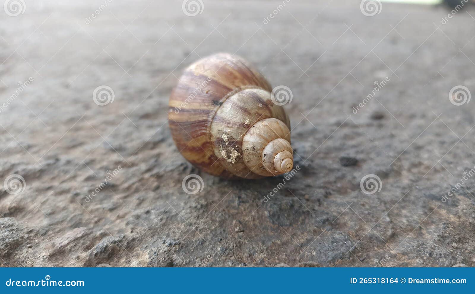 A Snail Hiding in Its Shell Stock Photo - Image of wildlife, sand ...