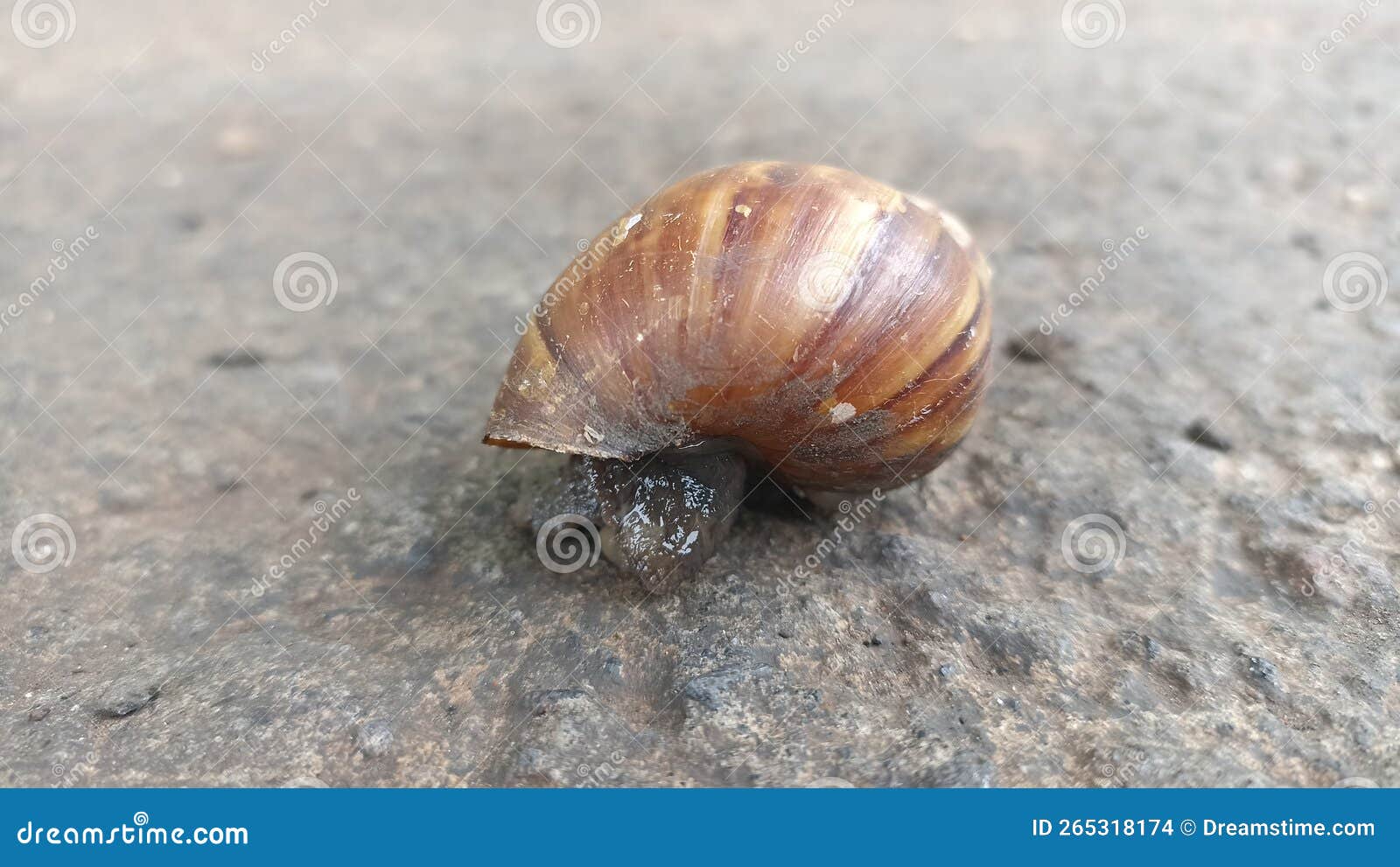 A Snail Hiding in Its Shell Stock Photo - Image of animal, organism ...