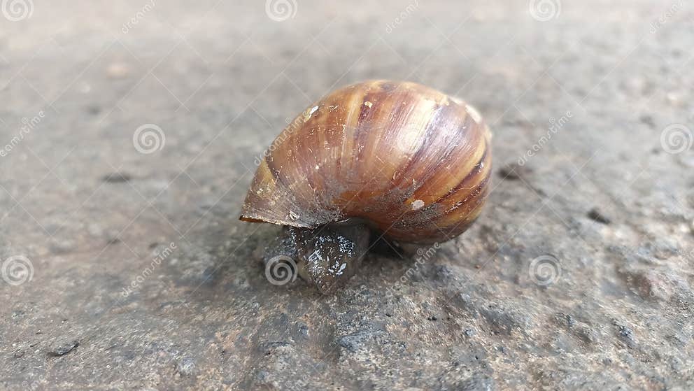 A Snail Hiding in Its Shell Stock Photo - Image of animal, organism ...