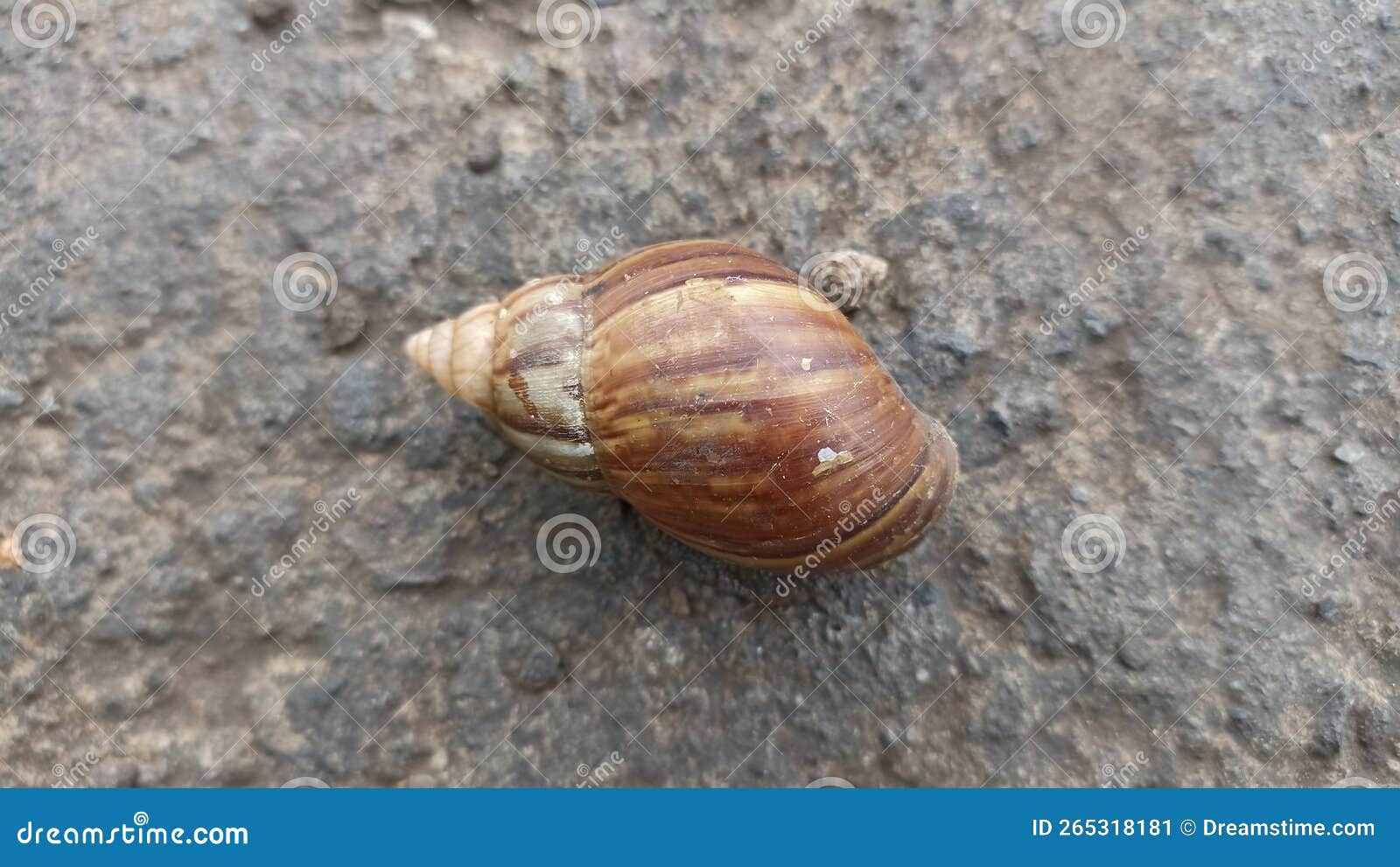 A Snail Hiding in Its Shell Stock Image - Image of food, soil: 265318181