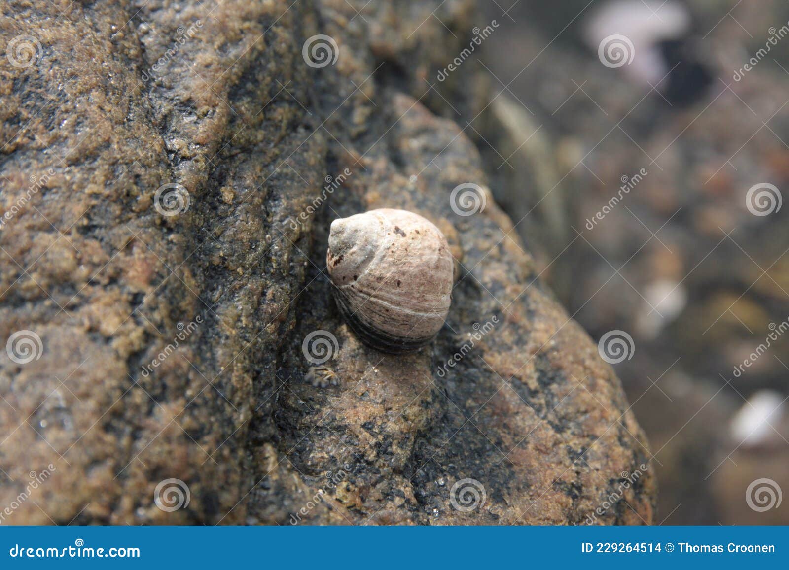 Snail hiding in its shell stock photo. Image of mollusca - 229264514