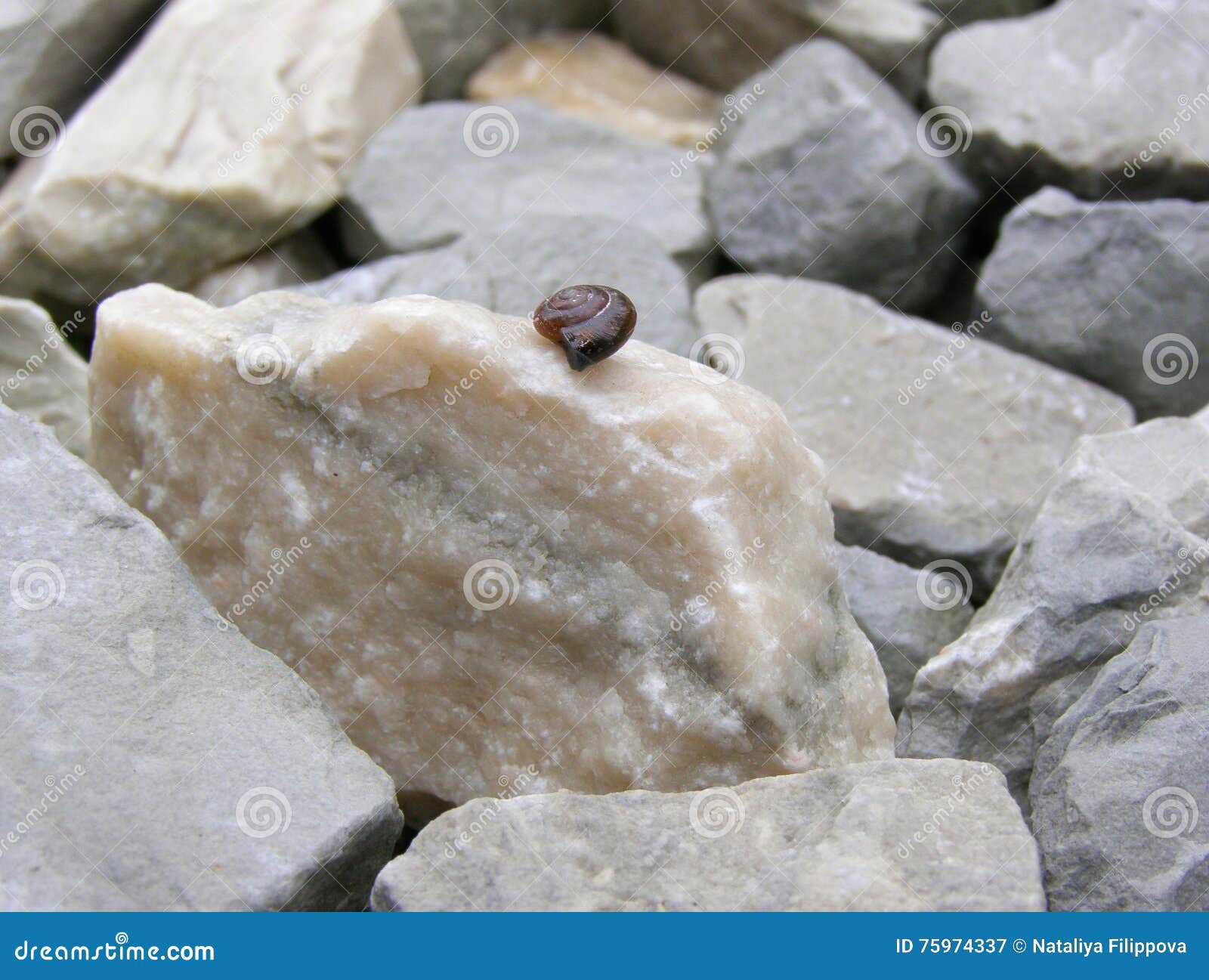 Snail hiding in a shell stock image. Image of wildlife - 75974337