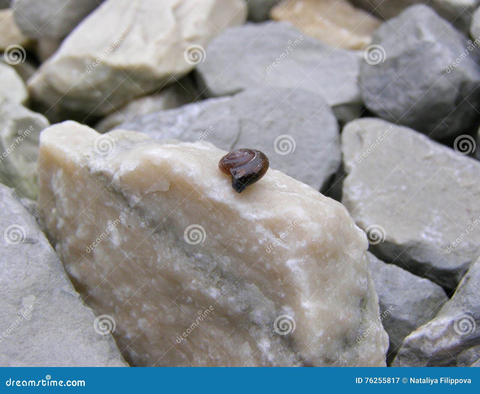 Snail hiding in a shell stock image. Image of wildlife - 76255817