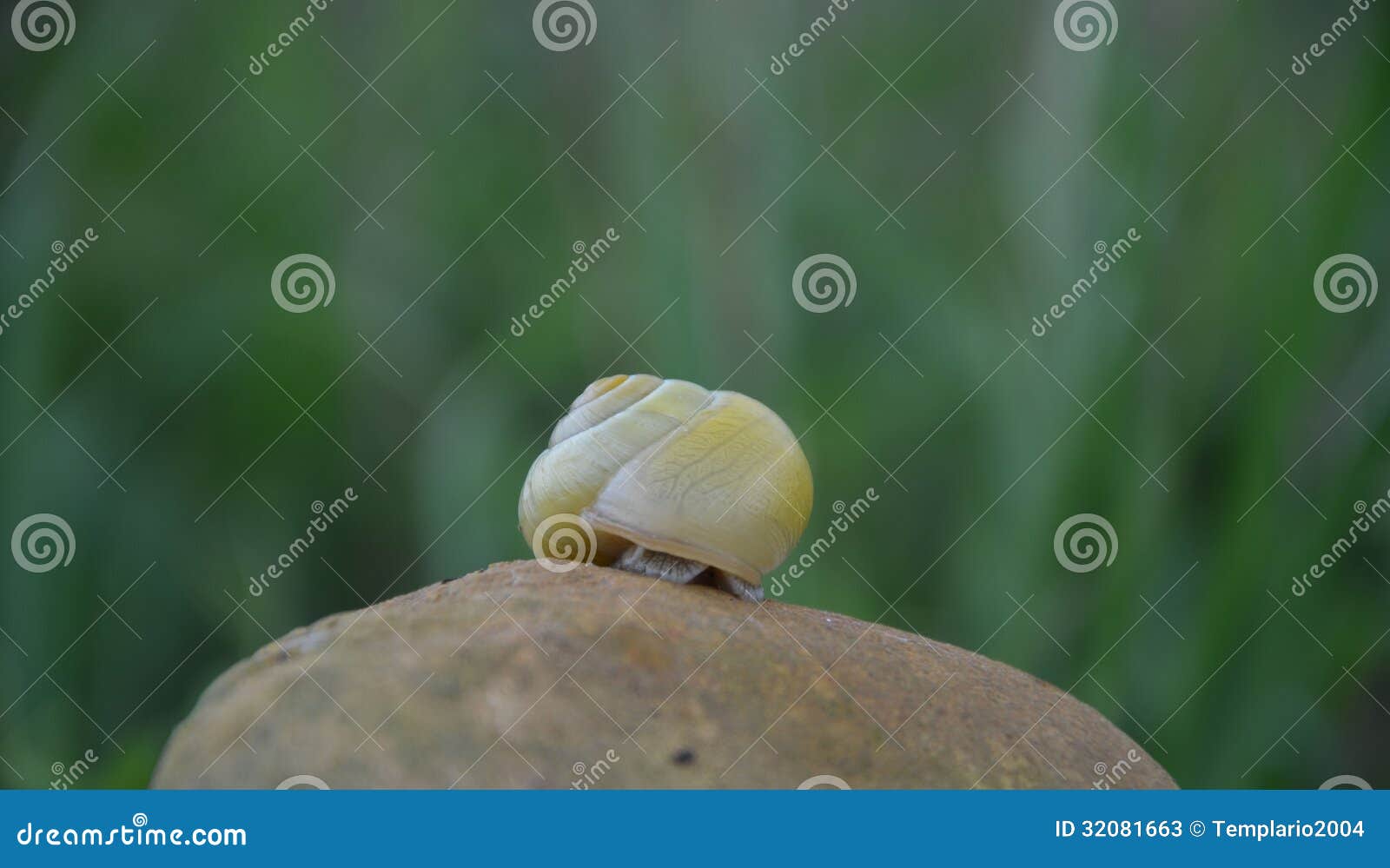 Snail hiding in shell stock image. Image of june, life - 32081663