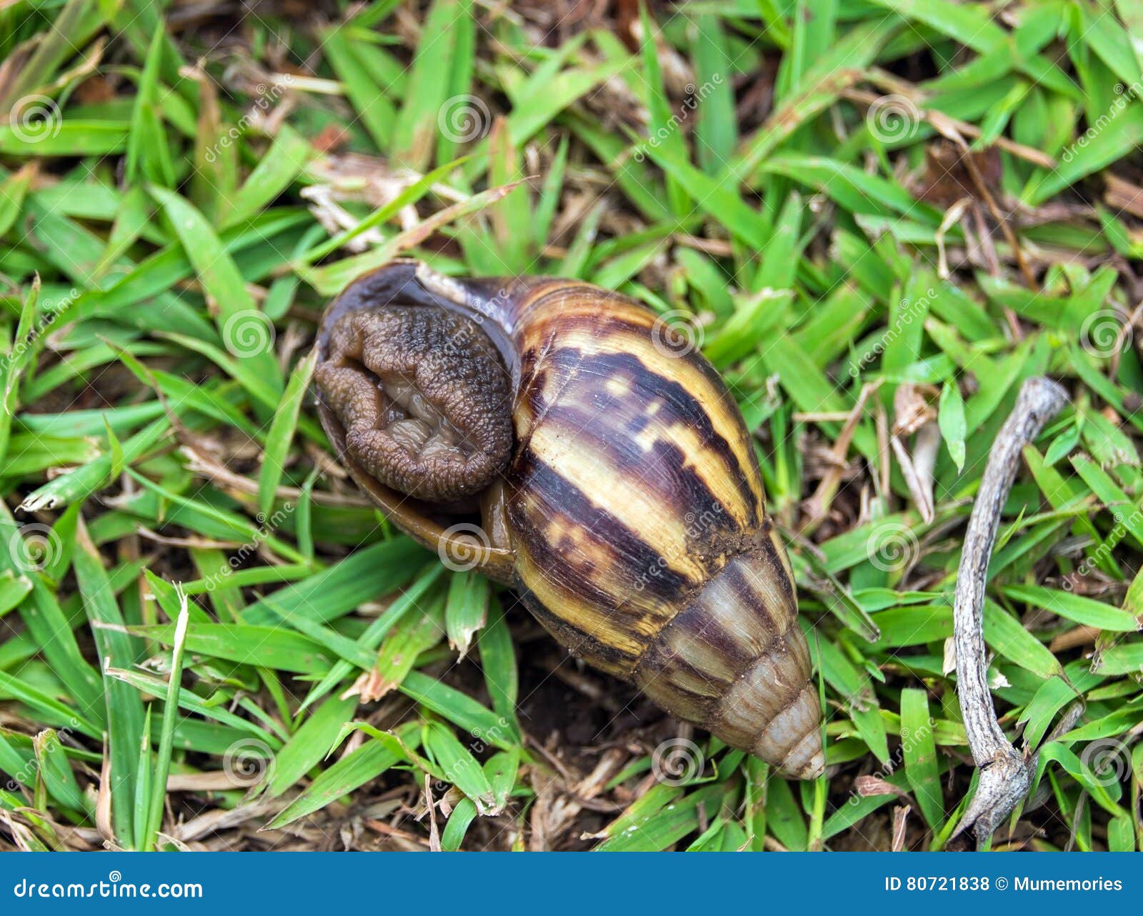Snail hiding striped shell stock photo. Image of sticky - 80721838