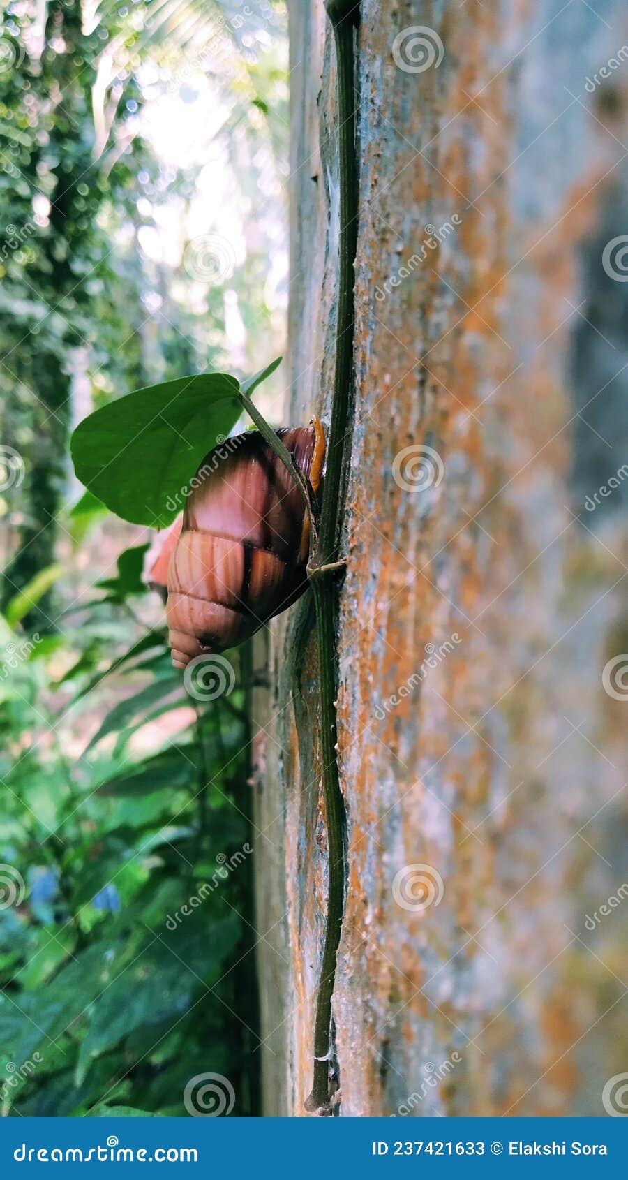 Snail Hiding During The Day, Nosy Komba, Madagascar Royalty-Free Stock ...