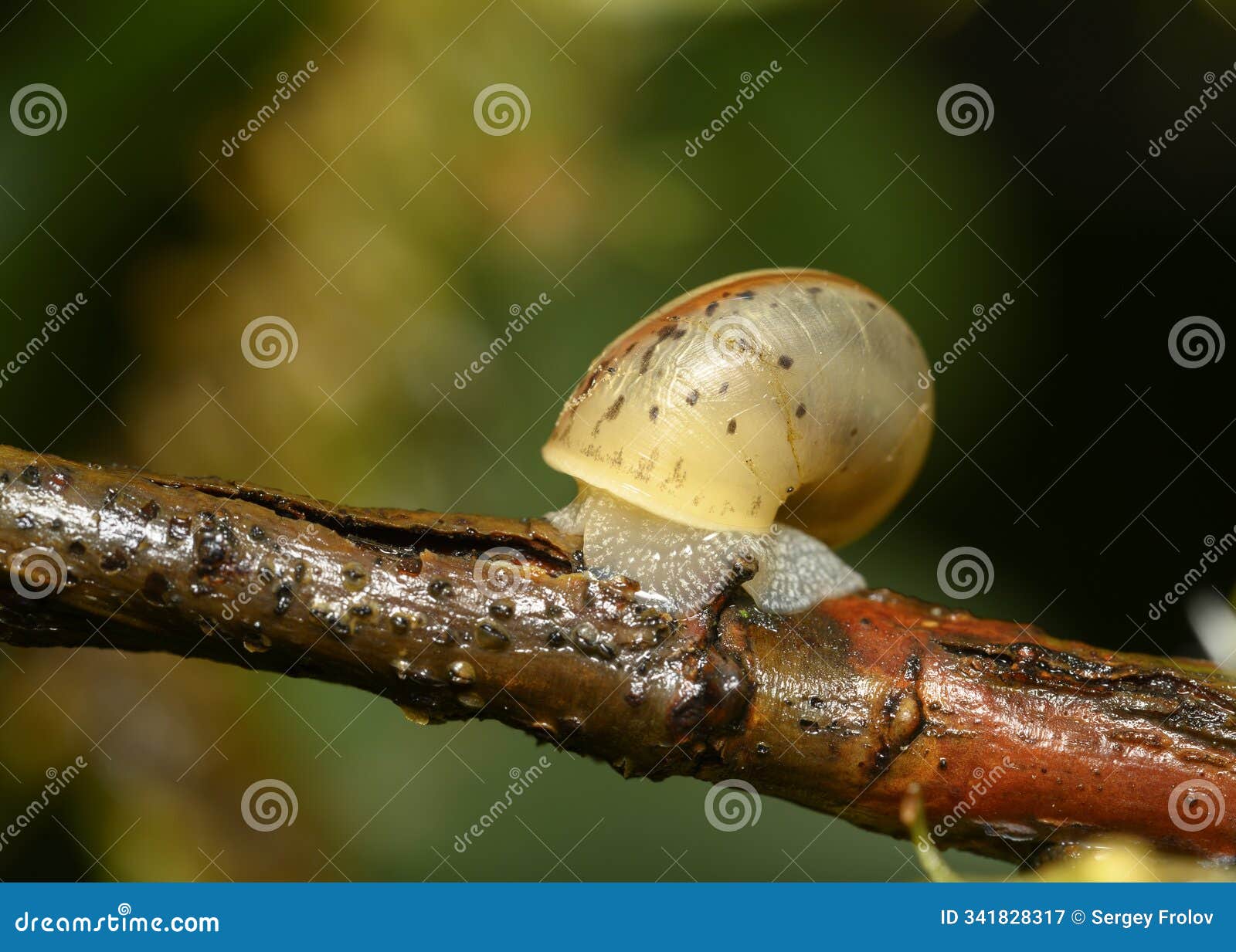 Snail Hiding During The Day, Nosy Komba, Madagascar Royalty-Free Stock ...