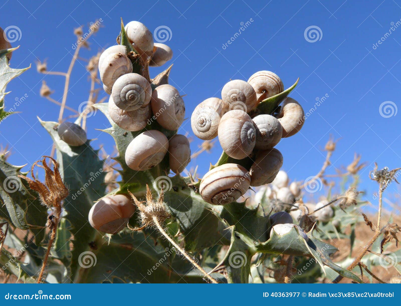 Snails Clustered on Thorny Plant in Arid Landscape Stock Image - Image ...