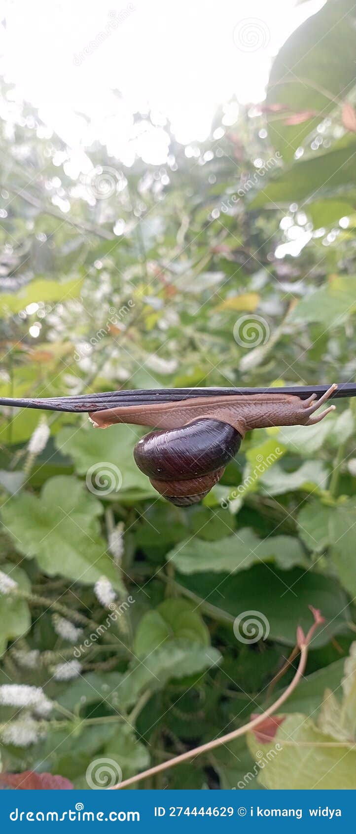 Snail in his life stock image. Image of shrub, invertebrate - 274444629