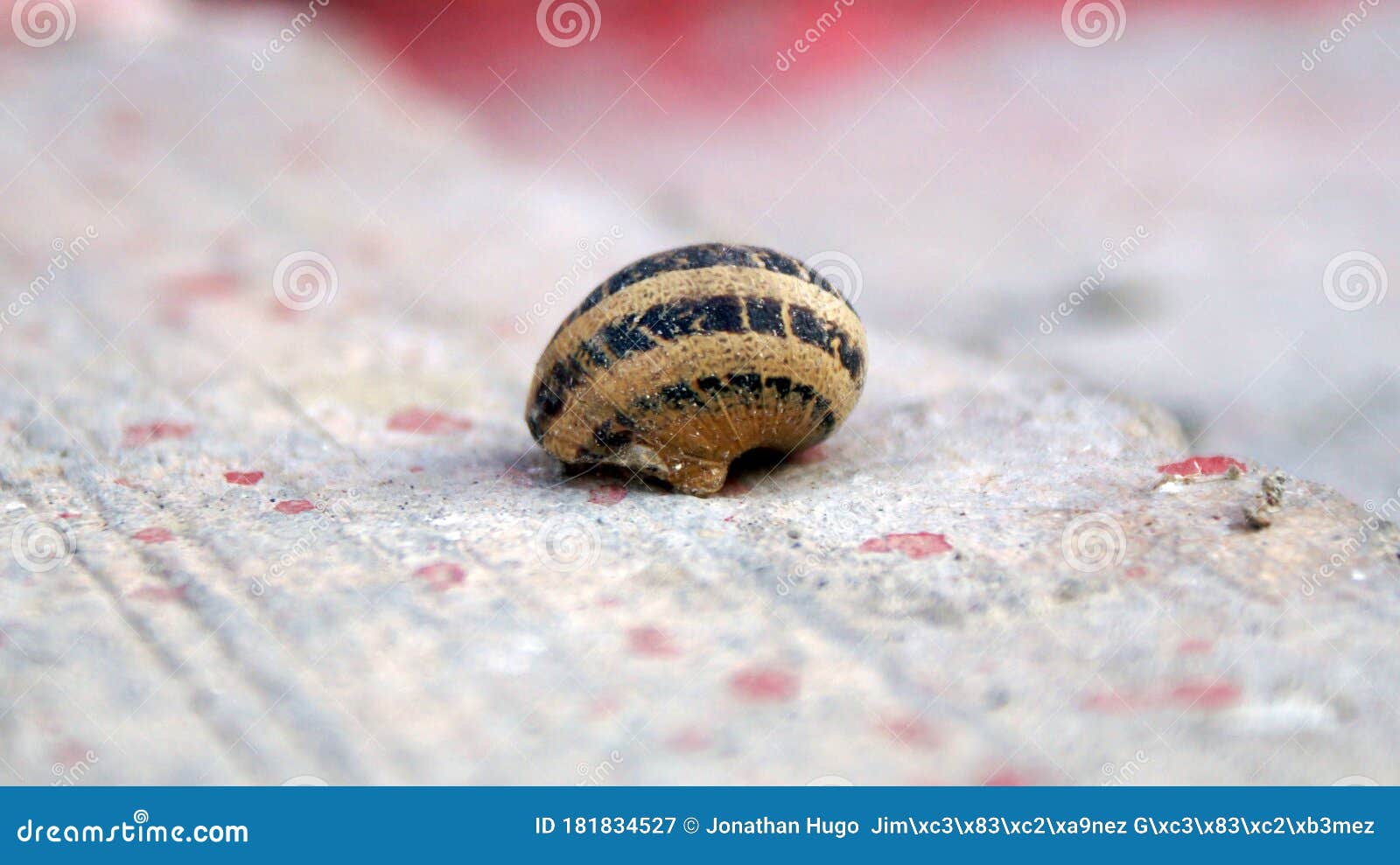 Snail in His Shell Left Side Stock Image - Image of snail, close: 181834527