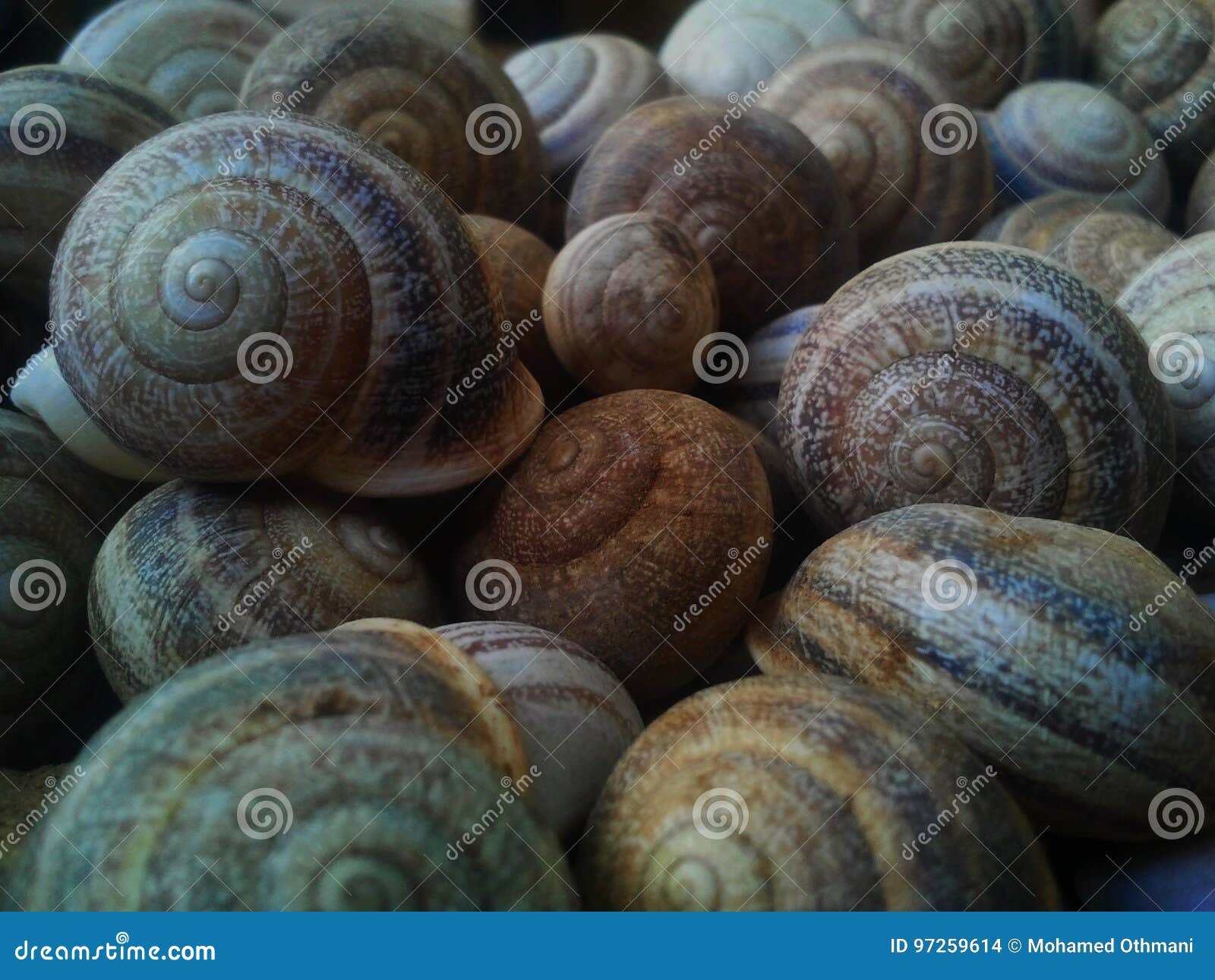 Snail home stock photo. Image of home, snail, collection - 97259614