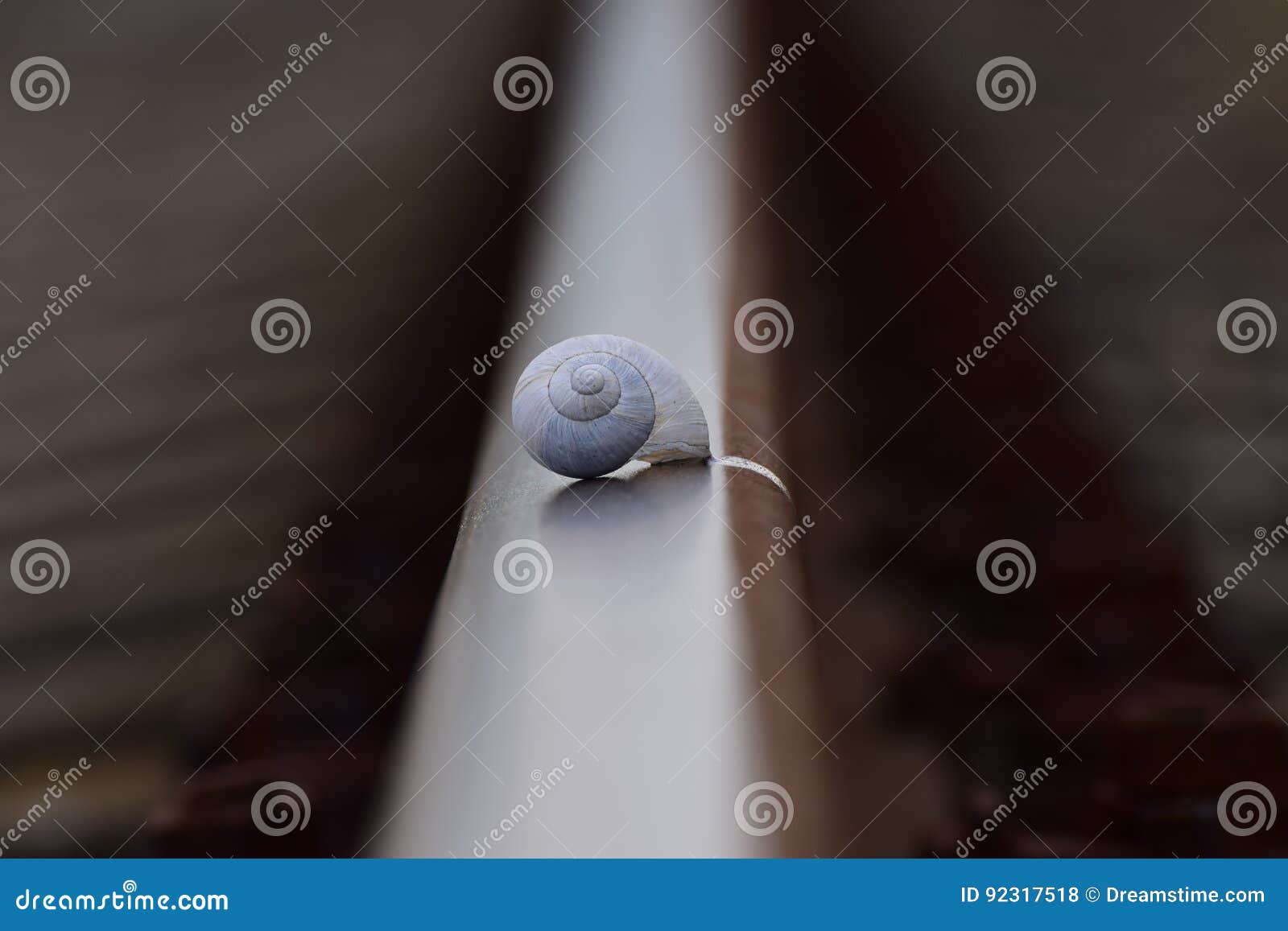 Snail home shell stock photo. Image of luxury, sweet - 92317518