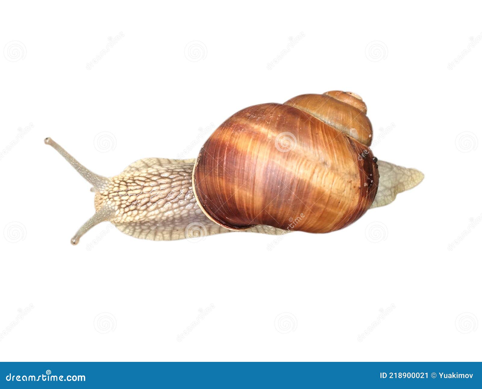 Snail with Horns and Brown Spiral Shell Looking Forward Top Flat View ...