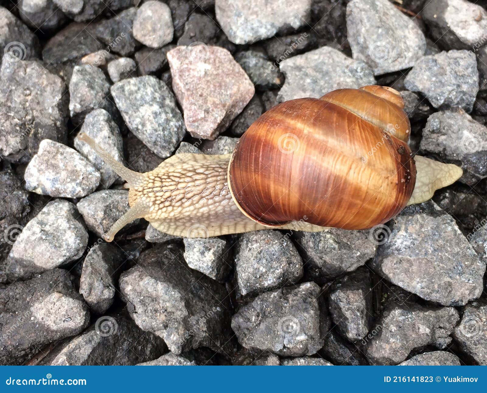 Snail with Horns and Brown Spiral Shell Looking Forward Top View Stock ...