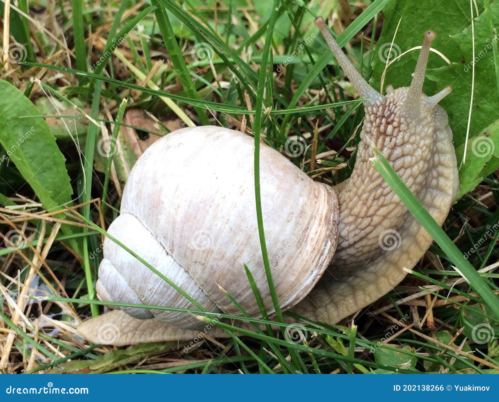 Snail with Horns and Light Brown Shell Climbing on Green Leaf Side View ...