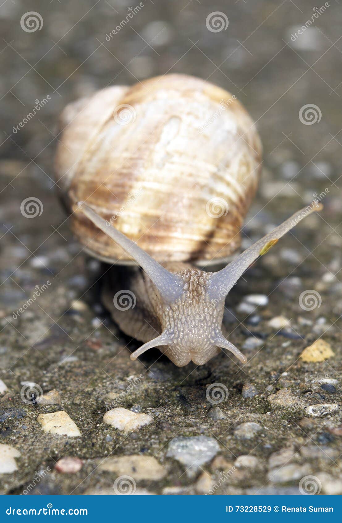 Snail with horns stock image. Image of shell, animal - 73228529