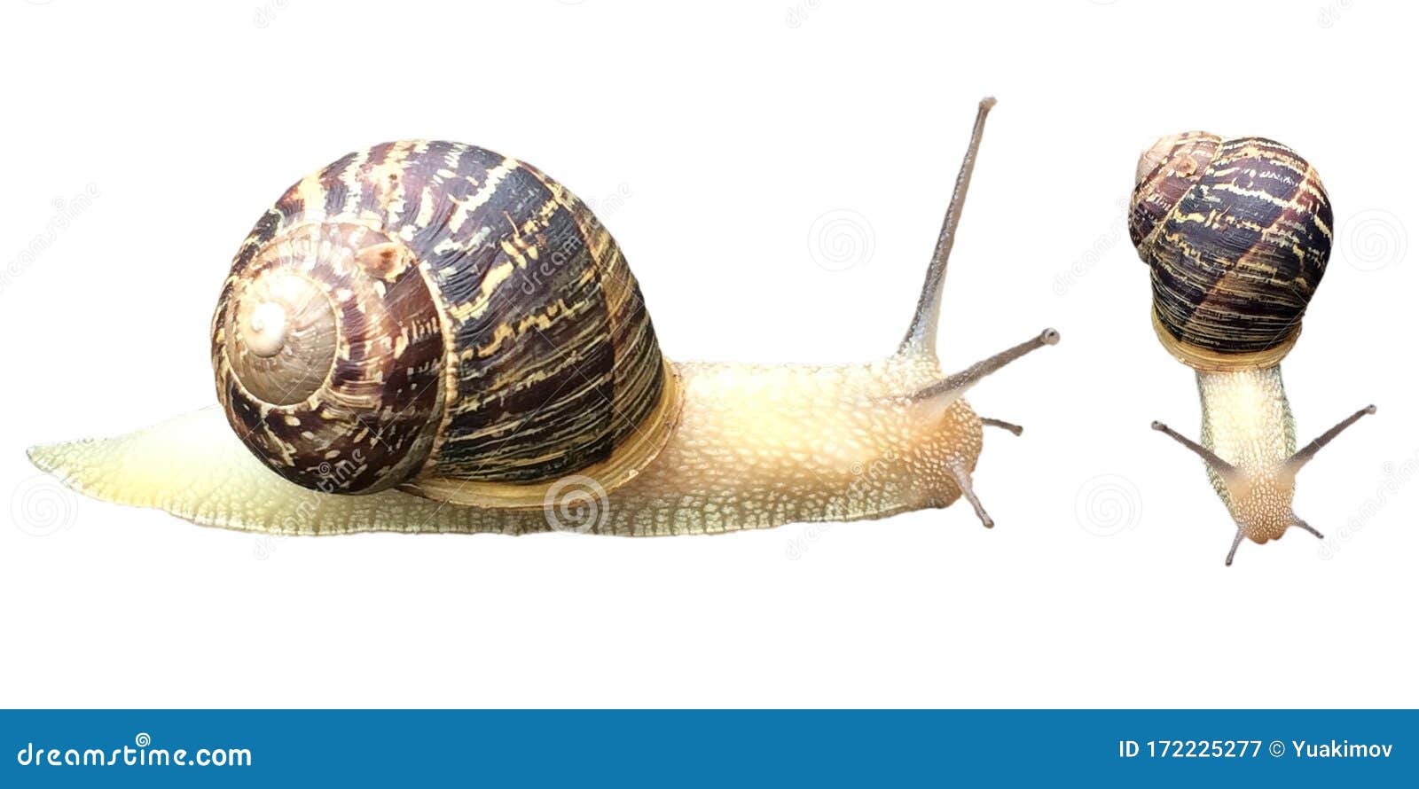 Snail with Horns and Spiral Shell Top and Front View Isolated Stock ...