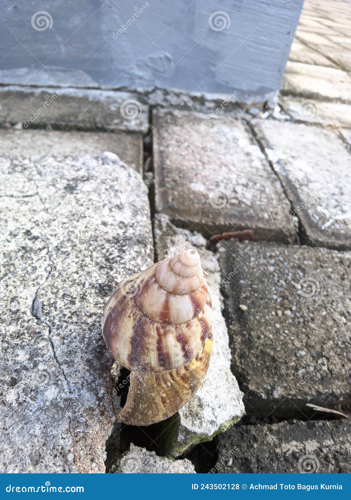 A snail house stock photo. Image of geology, iron, sculpture - 243502128