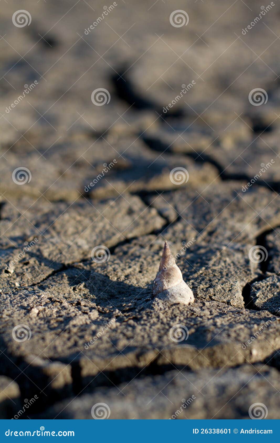 Snail house stock image. Image of shell, earth, outdoor - 26338601