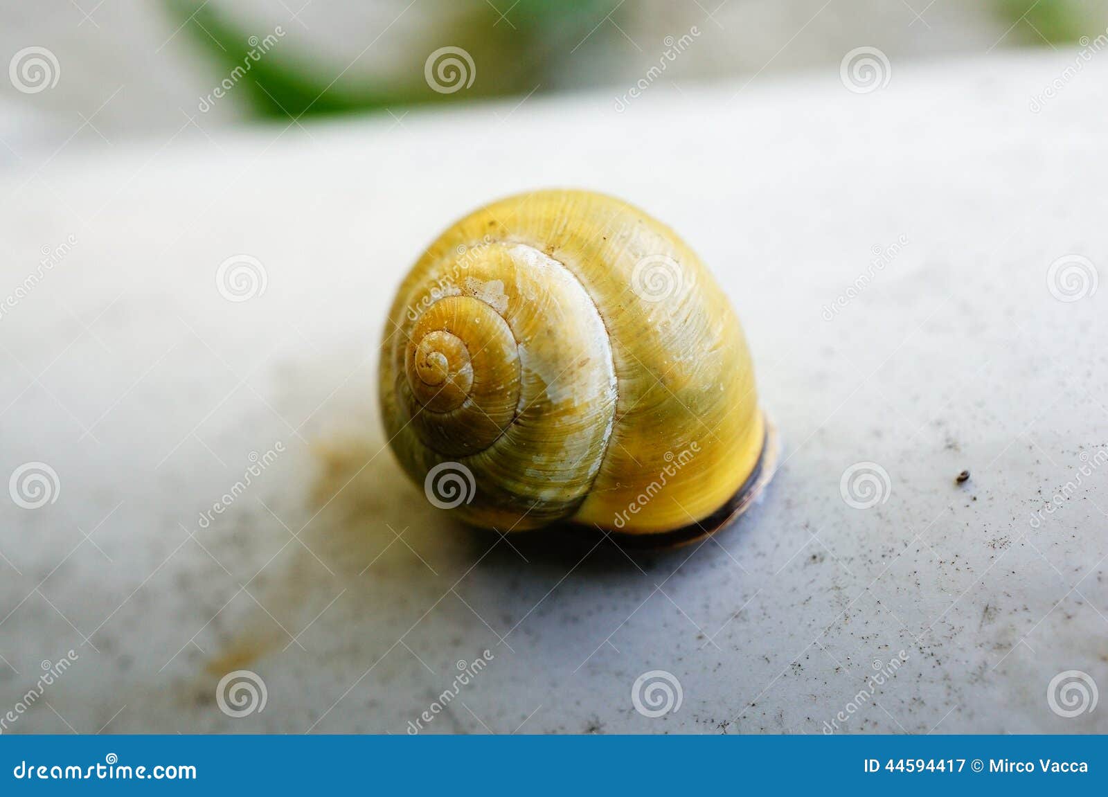 Snail house stock image. Image of slug, house, schnecken - 44594417