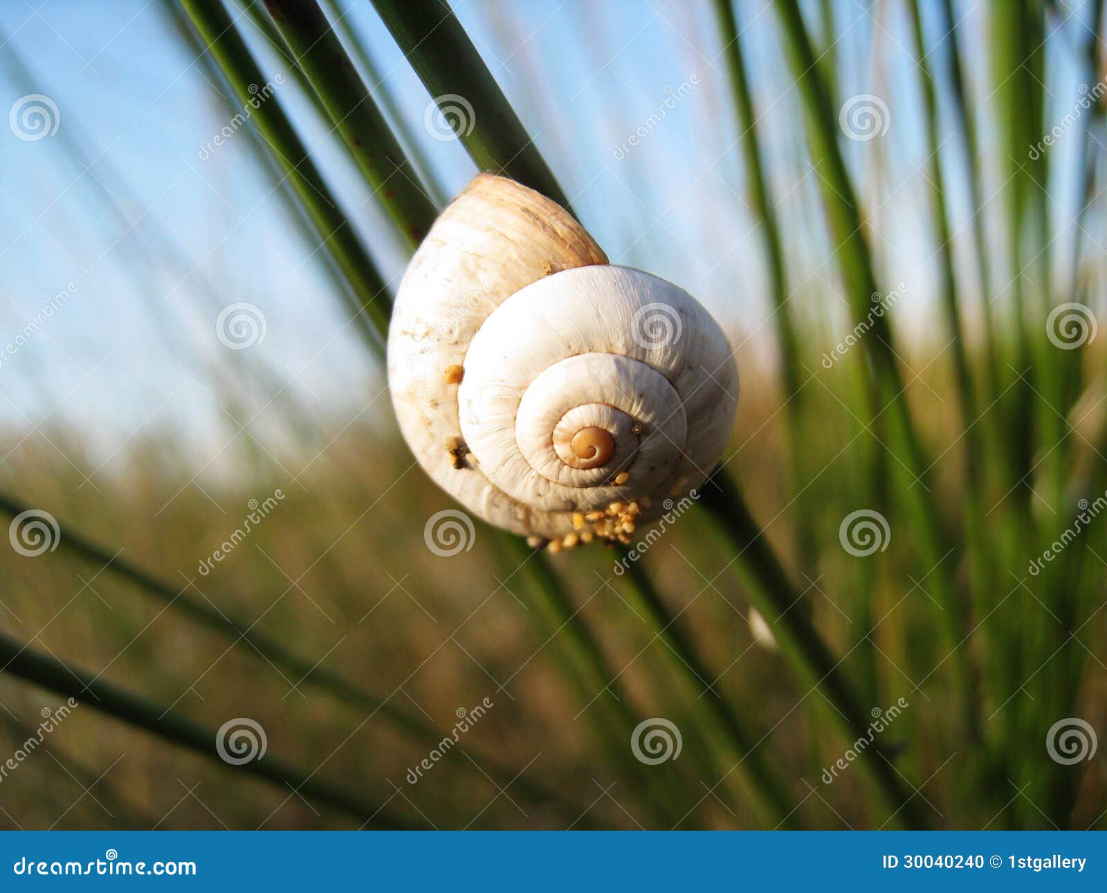 Snail house (1) stock photo. Image of blue, snail, grass - 30040240