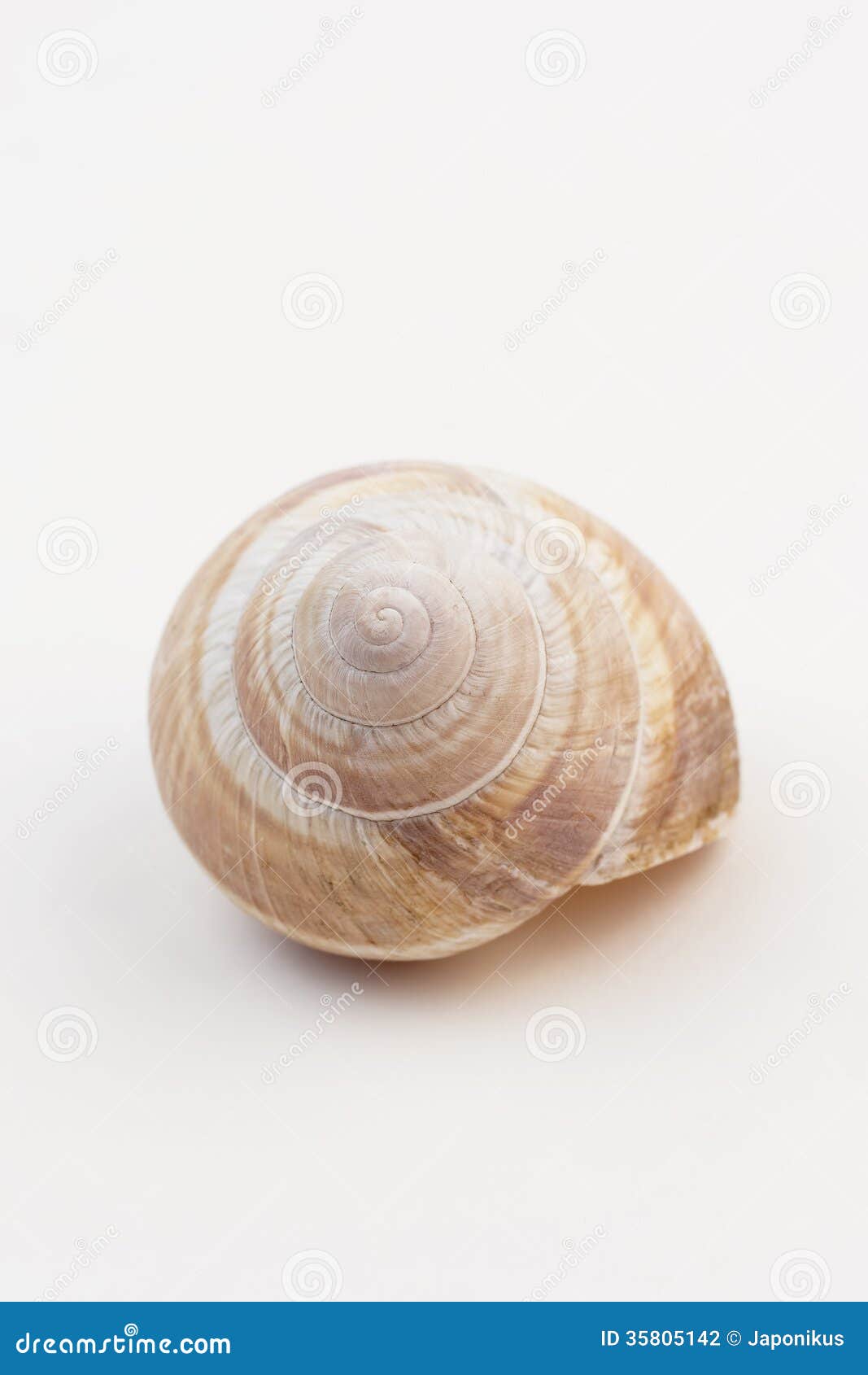 Snail house stock photo. Image of animal, brown, isolated - 35805142