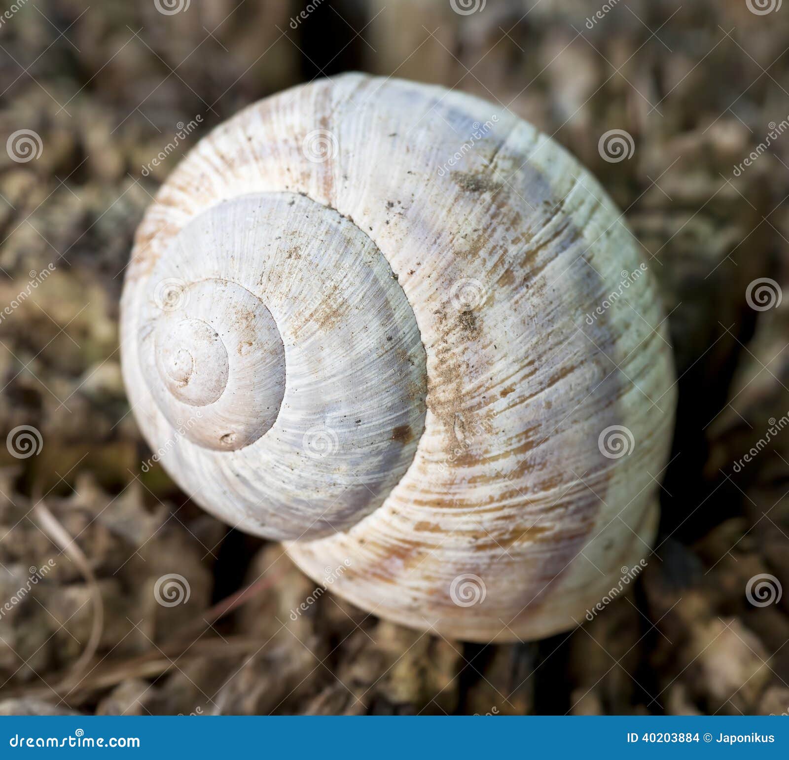 Snail house stock photo. Image of snail, texture, house - 40203884