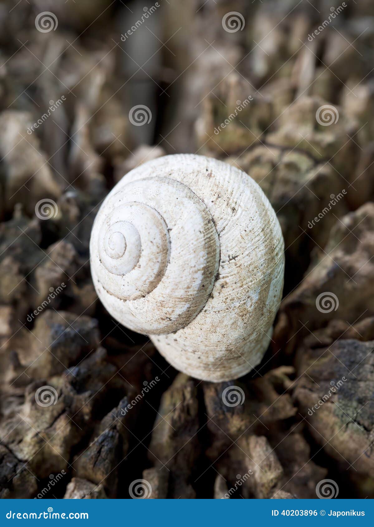 Snail house stock photo. Image of group, animal, brown - 40203896
