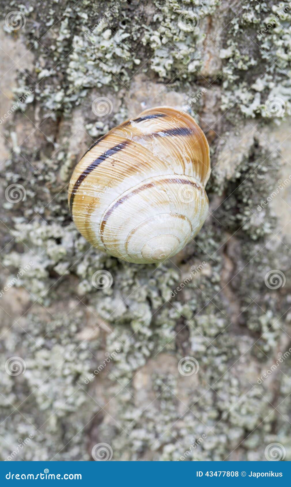 Snail house stock photo. Image of snail, mollusk, collection - 43477808
