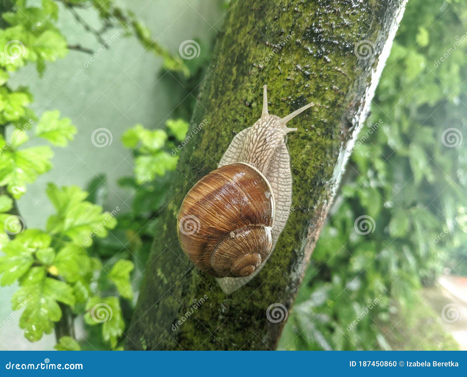 Snail with House Creeping on Tree Bole in the Garden in the Rainy Day ...