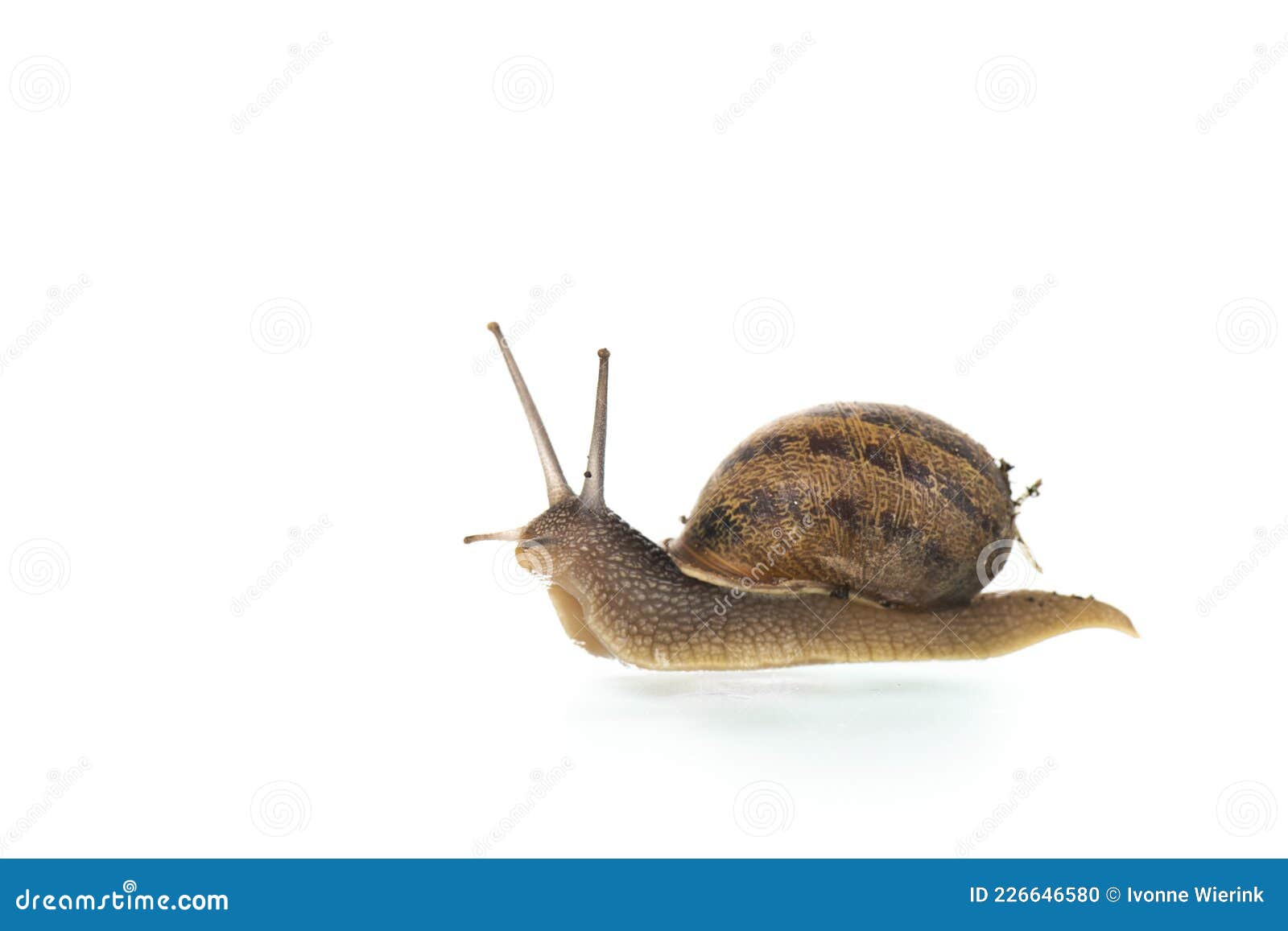 Snail House Texture Stock Photography | CartoonDealer.com #186035888