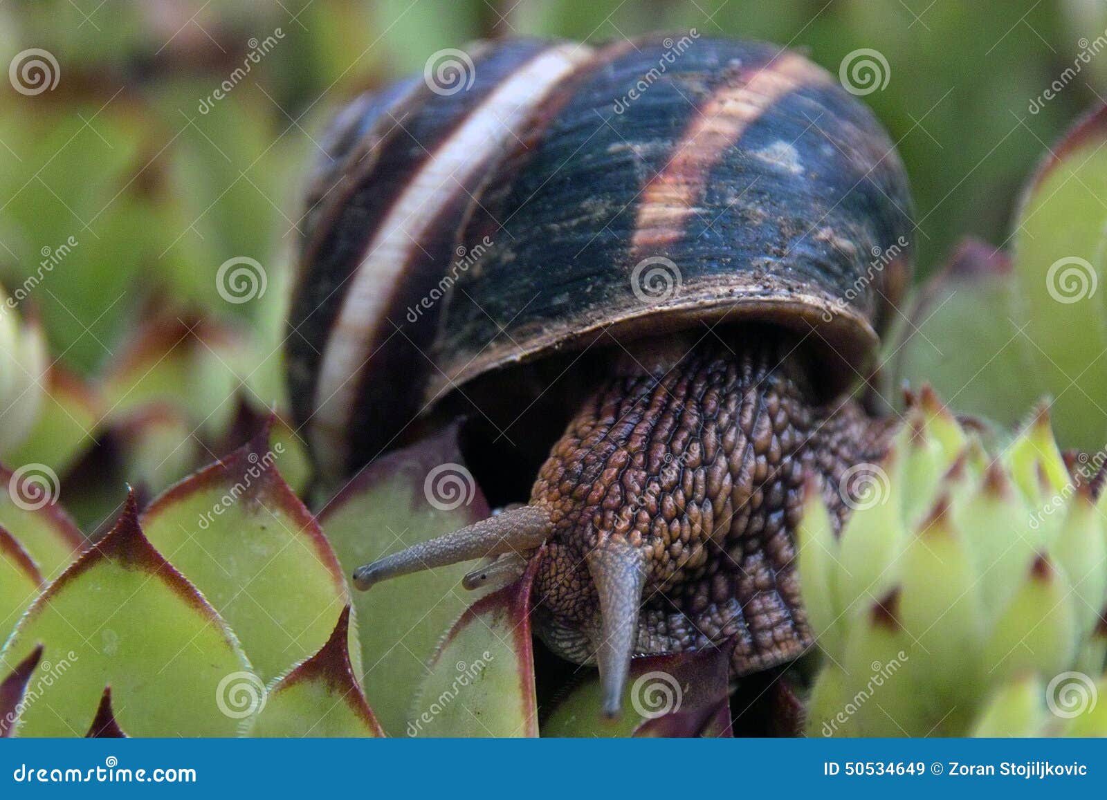 Snail with house stock image. Image of animal, meadow - 50534649
