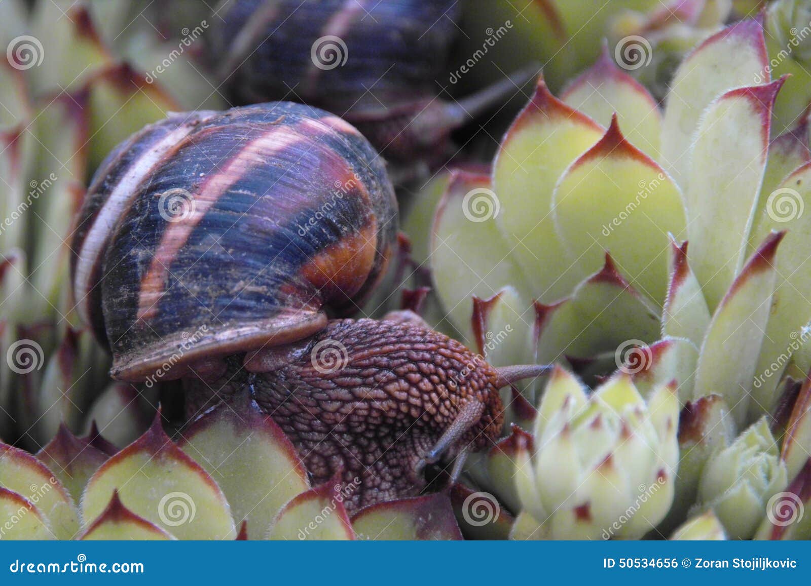 Snail with house stock photo. Image of spring, slow, motion - 50534656